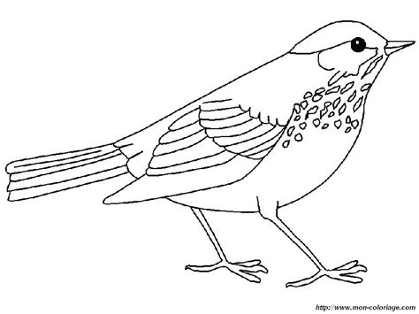 Coloring Bird Page Hermit Thrush