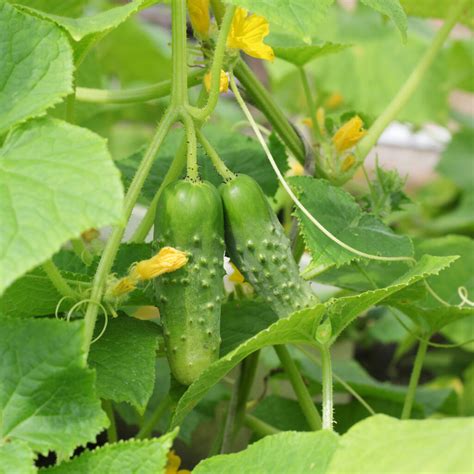 Cornichons Maison Au Vinaigre La Recette