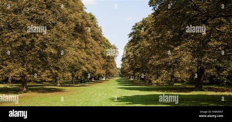Landscape Photo Of An Avenue Of Trees Stock Photo Alamy