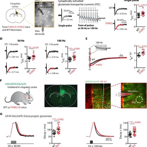 Facilitation Of Nmda Spike Generation In L5 Pyramidal Neurons In The Cg Download Scientific