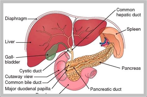 Human Anatomy Gallbladder Graph Diagram