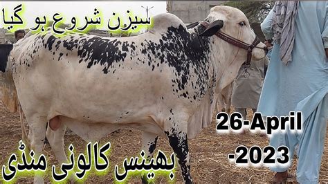 Bhains Colony Cow Mandi Latest Rates Update 26 April 2023 Cow Mandi