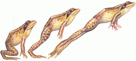Frog Jump Montana Natural History Center