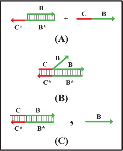 Figure 1 From Efficient Mapping Of DNA Logic Circuits On Parallelized Digital Microfluidic