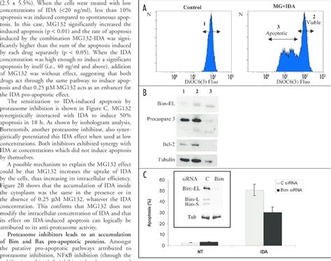 The Increase In Bim Precedes The Induction Of Apoptosis And