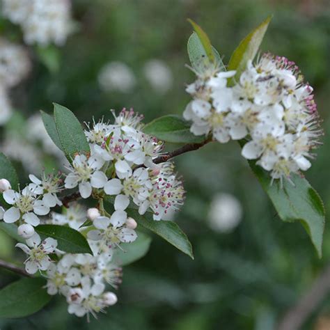 Red Chokeberry Aronia Arbutifolia