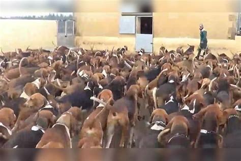 场面极其震撼主人一声令下500只狗狗同时涌入吃饭 狗狗 主人 场面