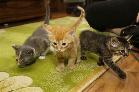 Почему у каждого кота должна быть электронная мышь: эта игрушка ...