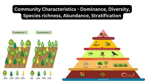 Ecological Pyramids Definition Types Examples Importance