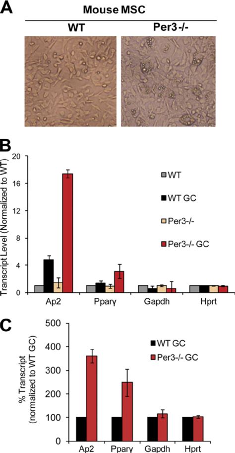 Disruption Of Per3 Increases Adipogenesis In Mesenchymal Stem Cells A