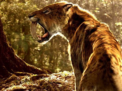 Smilodon Facts Habitat Diet Fossils Pictures