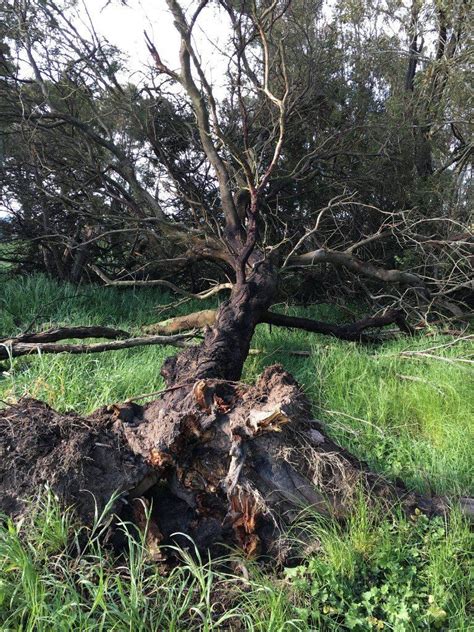 Tree Services Ballarat Rapid Minichip Tree Removal Rapid Mini Chip