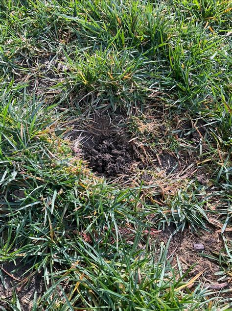 What To Expect During Gopher Breeding Season Gopher Team