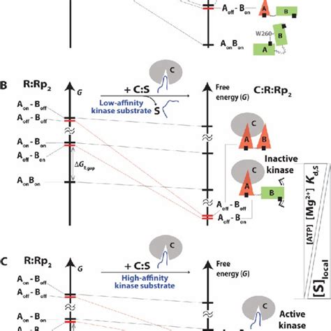 Rp Camps As Prototype Of Allosteric Pluripotency A The Rp Camps Camp