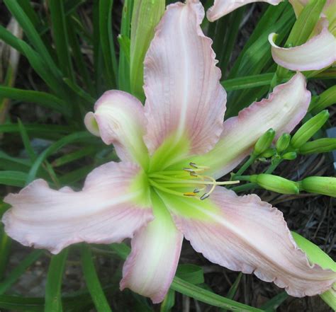 Stardreamer Daylilies Crystalline Entity