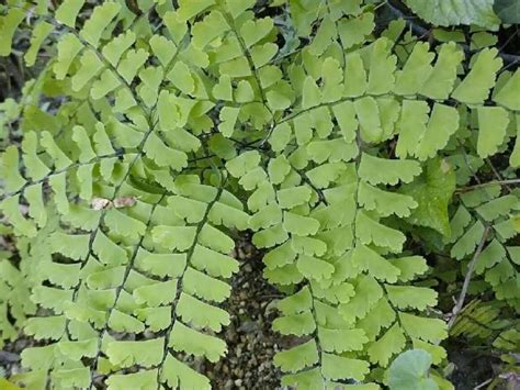 シダの種類｜人気の品種7選！アレンジやハンギングを楽しめるのは？｜🍀greensnap（グリーンスナップ）