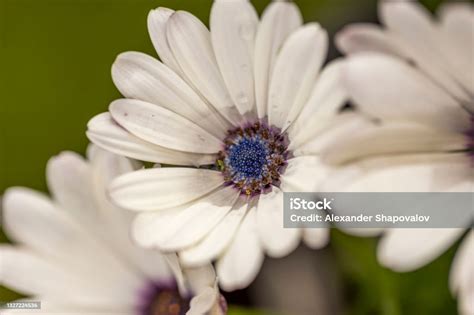 녹색 배경에 흰색 데이지 꽃의 화려한 클로즈업 보기 아름다운 자연 배경 0명에 대한 스톡 사진 및 기타 이미지 0명 계절 꽃 나무 Istock