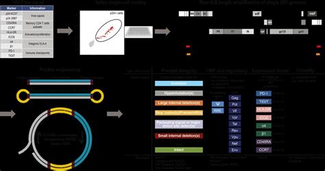 Near Full Length Genome Sequencing In Single P24 Expressing Cells A