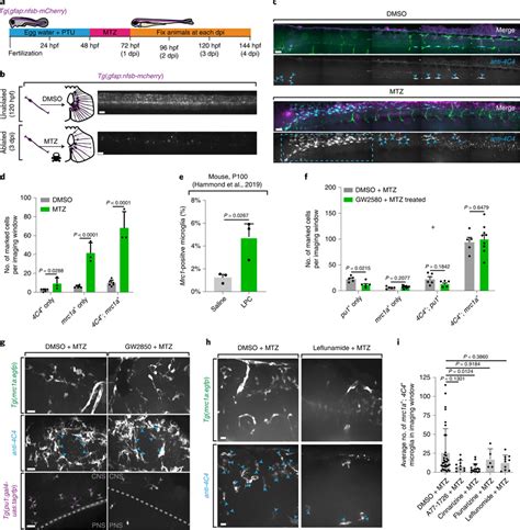 Mrc1a⁺ 4c4⁺ Microglia Expand In Response To Central Nervous System Download Scientific Diagram