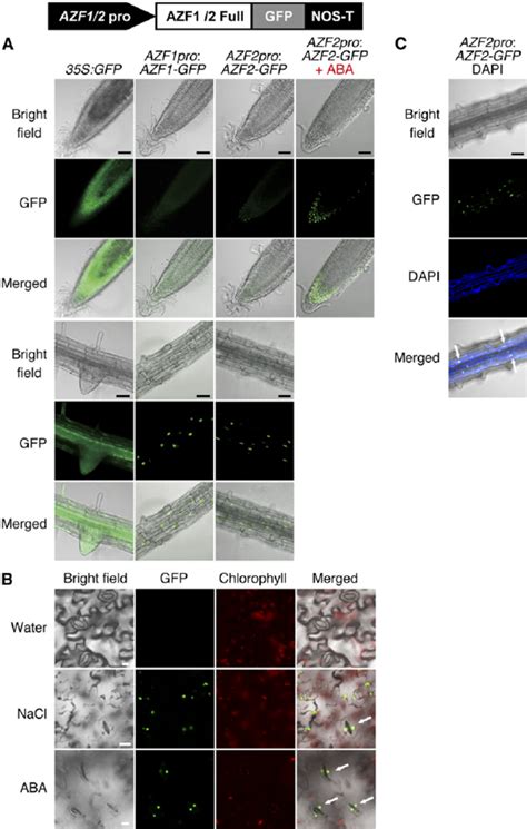 Induction And Cellular Localization Of The Azf1 Gfp And Azf2 Gfp