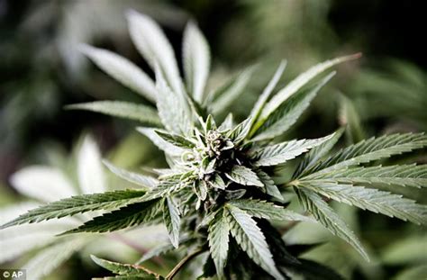 Uruguay Legalises The Sale And Production Of Cannabis Daily Mail Online