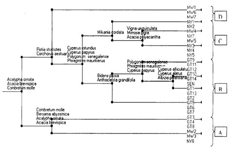 Twinspan Output Showing Clustering Of Vegetation Samples In Various Download Scientific Diagram