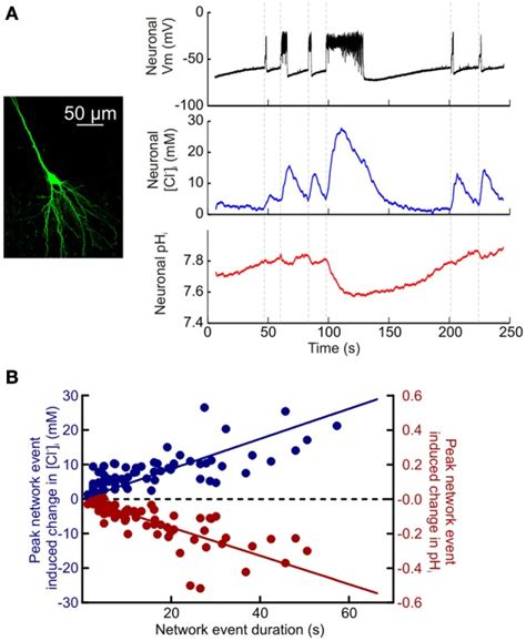Quantifying Activity Dependent Intracellular Cl− And Ph Dynamics In Download Scientific Diagram