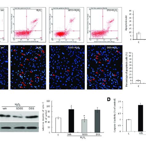 Effect Of Sdss On H 2 O 2 Induced Cell Apoptosis A Cell Apoptosis