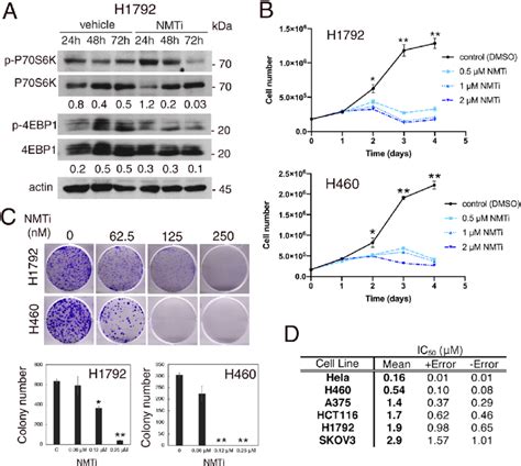 Inhibition Of Nmt Decreased Mtorc1 Activation Proliferation And Colony