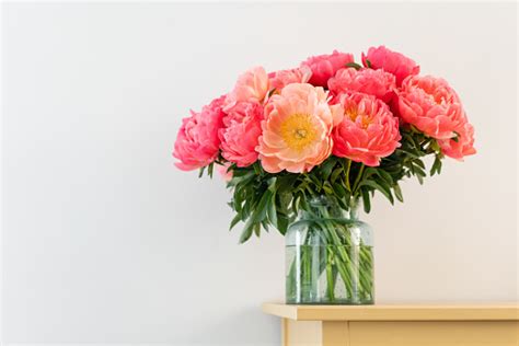 나무 테이블에 유리 화병에 산호 모란 카탈로그 또는 온라인 상점에 대한 아름다운 모란 꽃 꽃 가게 컨셉 아름 다운 신선한 컷 꽃