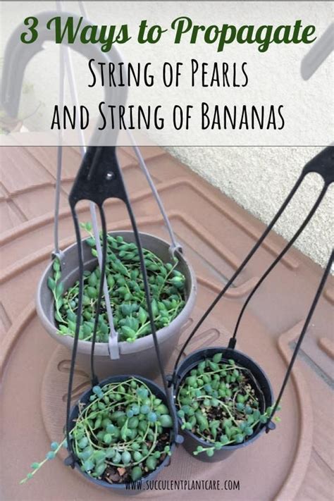 Three Ways To Propagate Senecio Rowleyanus String Of Pearls And