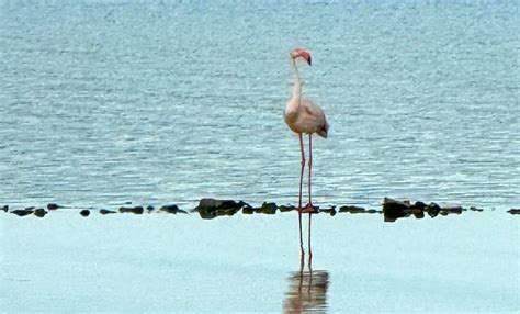 Na Vransko Jezero Sletio Poseban Gost Plamenac 057info