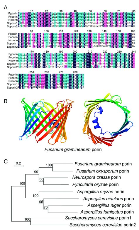 Multiple Sequence Alignment Secondary Structure And Phylogenetic Tree