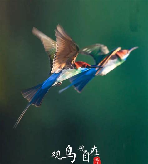 走进明溪丨林际花飞锦绣合此间鸟啭管弦同 澎湃号政务 澎湃新闻 The Paper