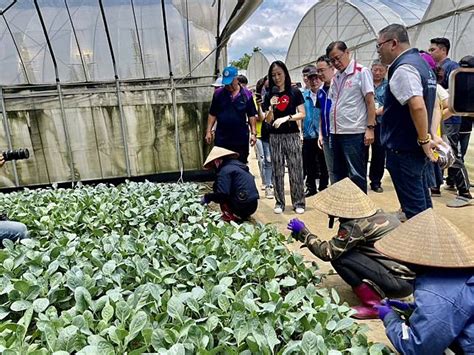 杜蘇芮颱風逼近桃園農民急採收作物 加強防護措施 桃園電子報 LINE TODAY