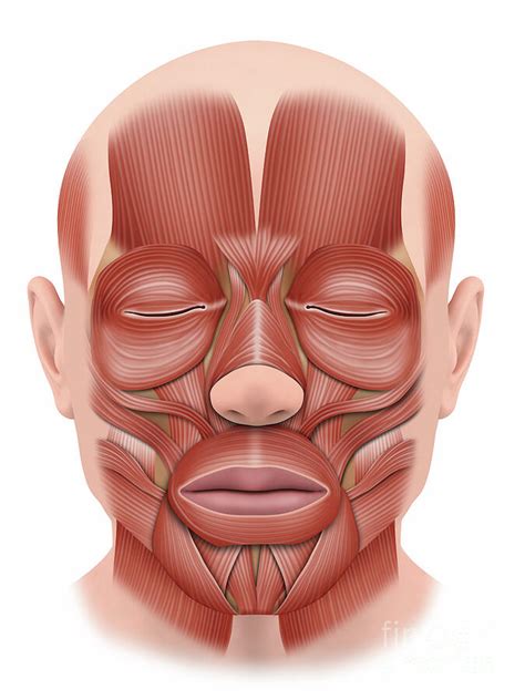 Face Muscle Anatomy 1 Photograph By Maurizio De Angelisscience Photo