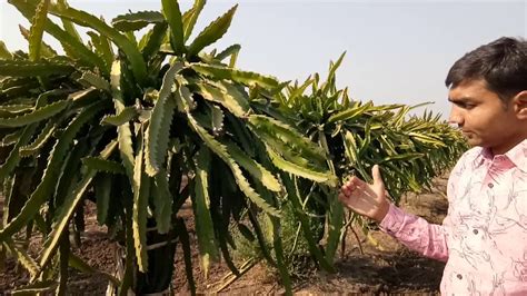 Dragon Fruit Cultivation 9106310963 Youtube