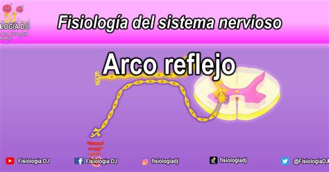Fisiología Dj Fisiología Arco Reflejo Una Explicación Detallada