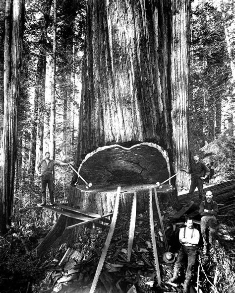 Falling A Giant Sequoia C 1890 Photograph By Daniel Hagerman