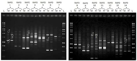Rapd Banding Patterns Of Dabai Male And Hermaphrodite Samples The Male