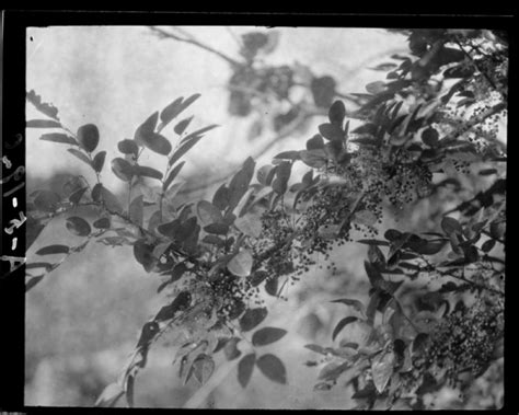 Rhus Sp · Special Collections Online Exhibits