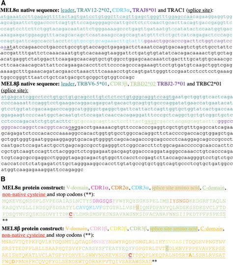 Targeting Of Multiple Tumor Associated Antigens By Individual T Cell Receptors During Successful
