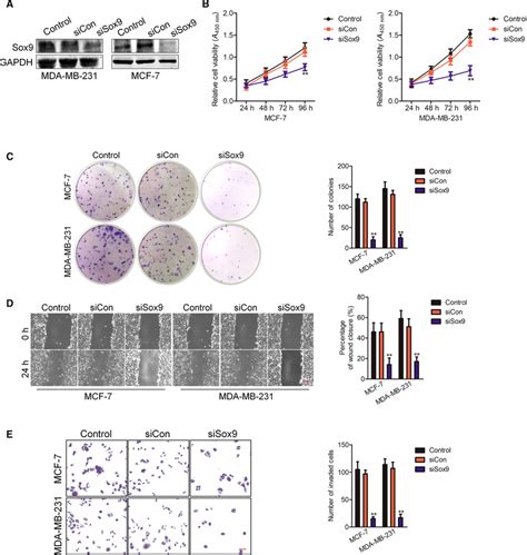 Sox9 Knockdown Phenocopies The Suppressive Effect Of Mir‐215‐5p A
