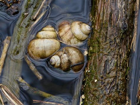 Mystery Snail Could Cause Big Problems In Texas
