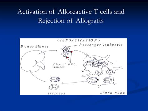 Activation Of Alloreactive T Cells And Rejection Of Allografts