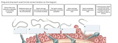 Solved Drag And Drop Each Event To The Correct Location On