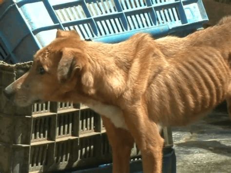 Starving Venezuelans Abandon Dogs Buy Dog Food For Themselves