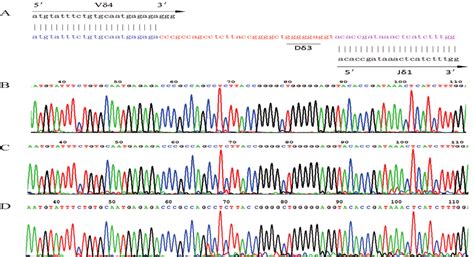 The Nucleotide Sequence Of The Vδ4 Cdr3 Region A The Sequence Of The