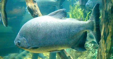 Pacu Aquarium