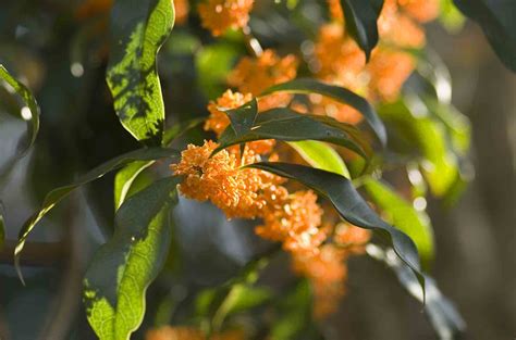 金木犀が咲き始めました。 お花のほのぼの写真館 楽天ブログ